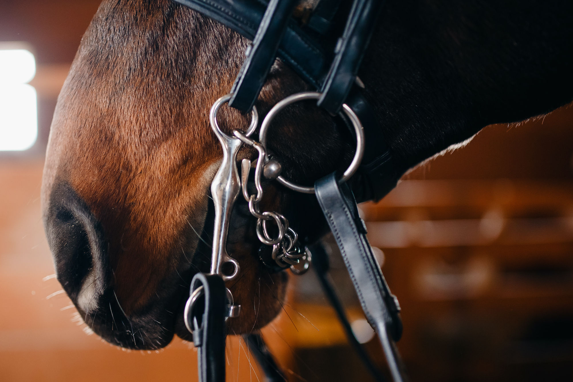 Blue Ribbon Tack - Courses and Horses